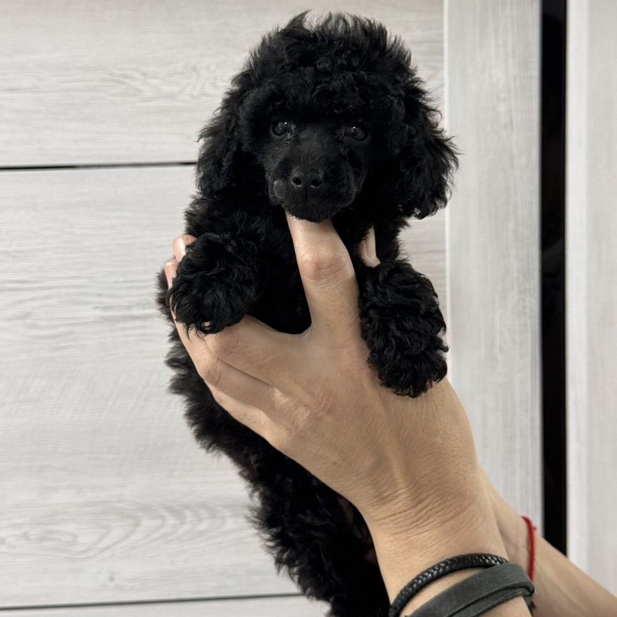 Той-пудель, щенок