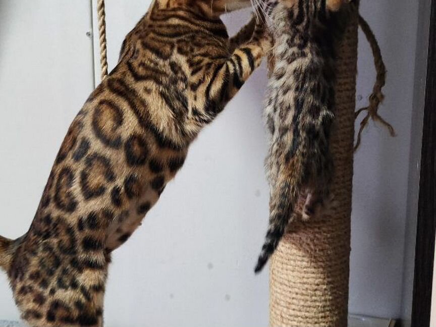 Бенгальские котята