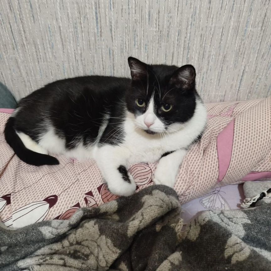 Кот Тёма ищет дом