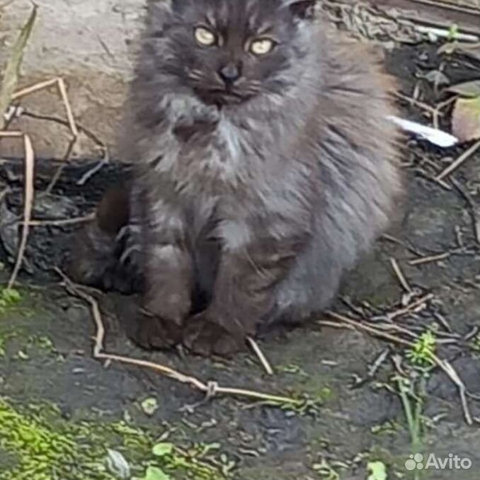 Котенок нереальной красоты