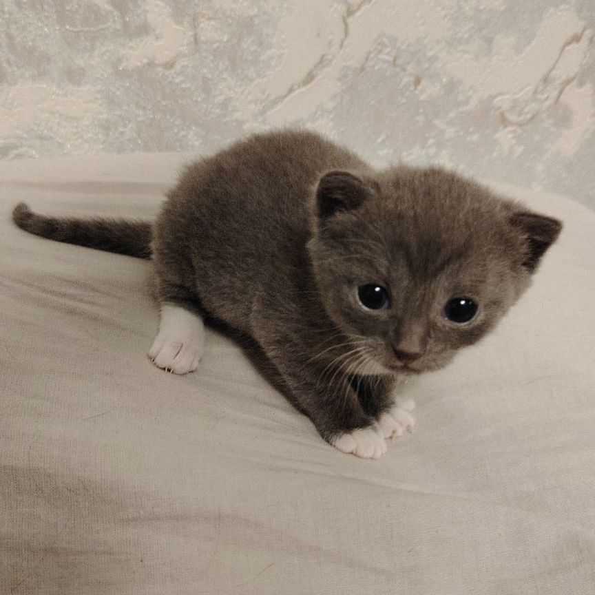 Британский котенок