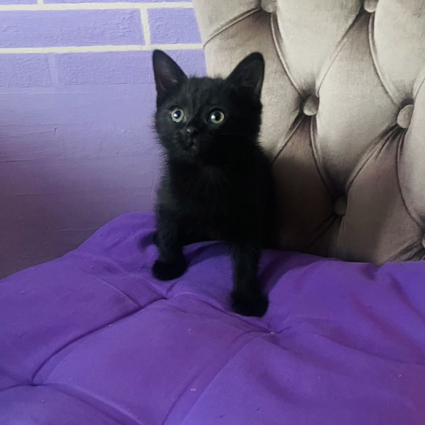 Котёнок в добрые руки