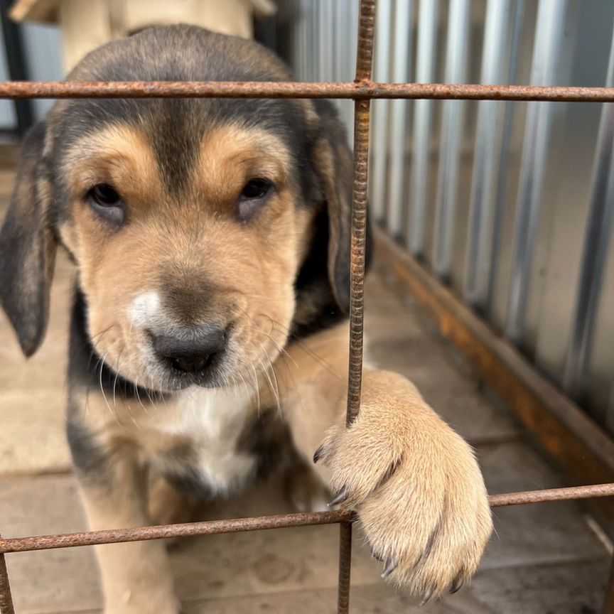 Русская гончая, вязка