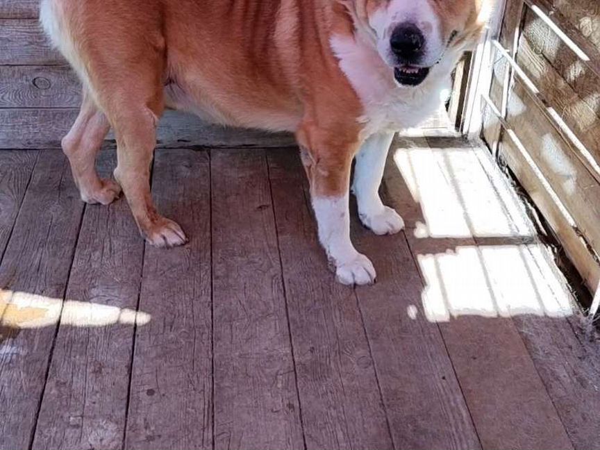 Алабай Кирюша