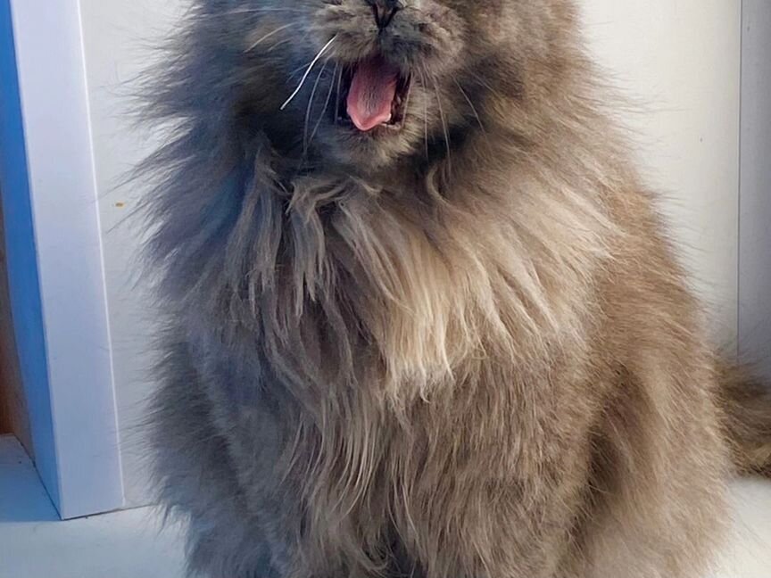 Кошка пушистая серая дымка