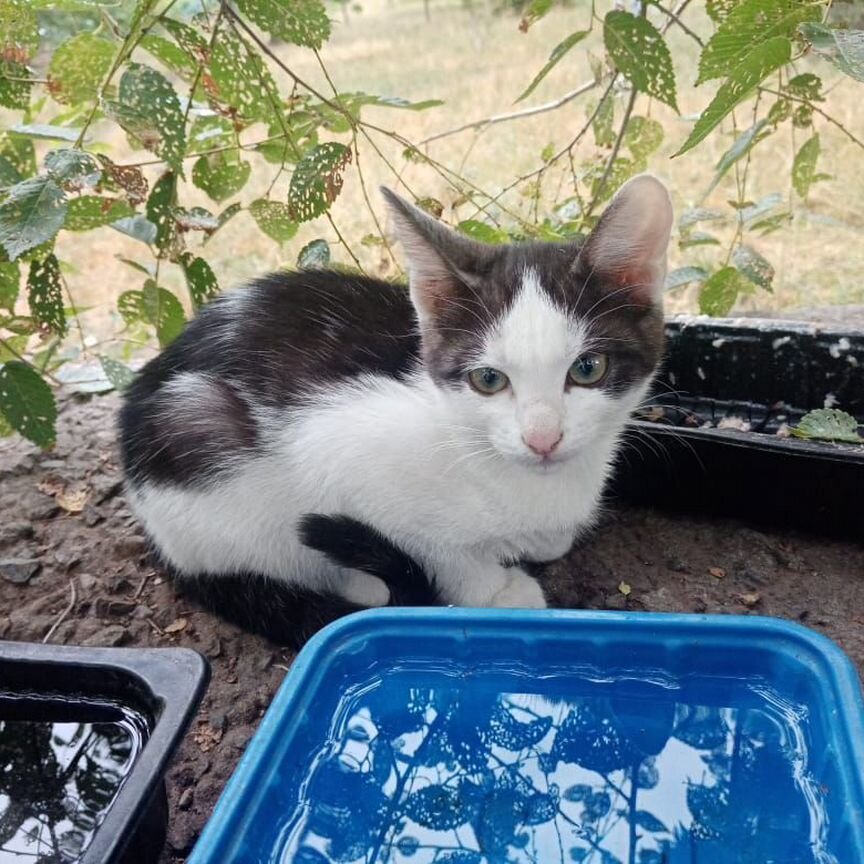 В добрые руки