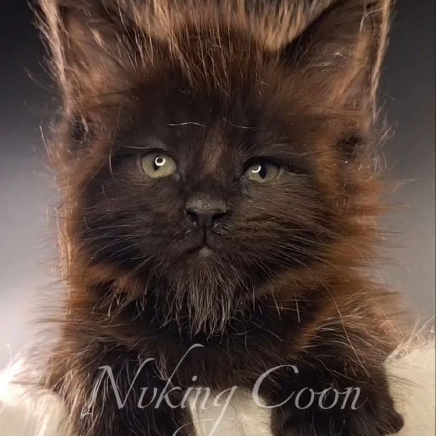 Чёрный солидный мальчик