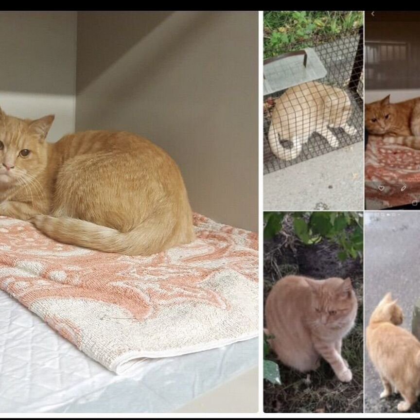 Кот