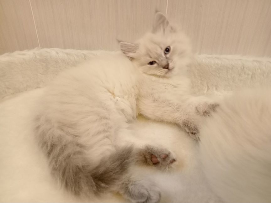 Котенок невский маскадный