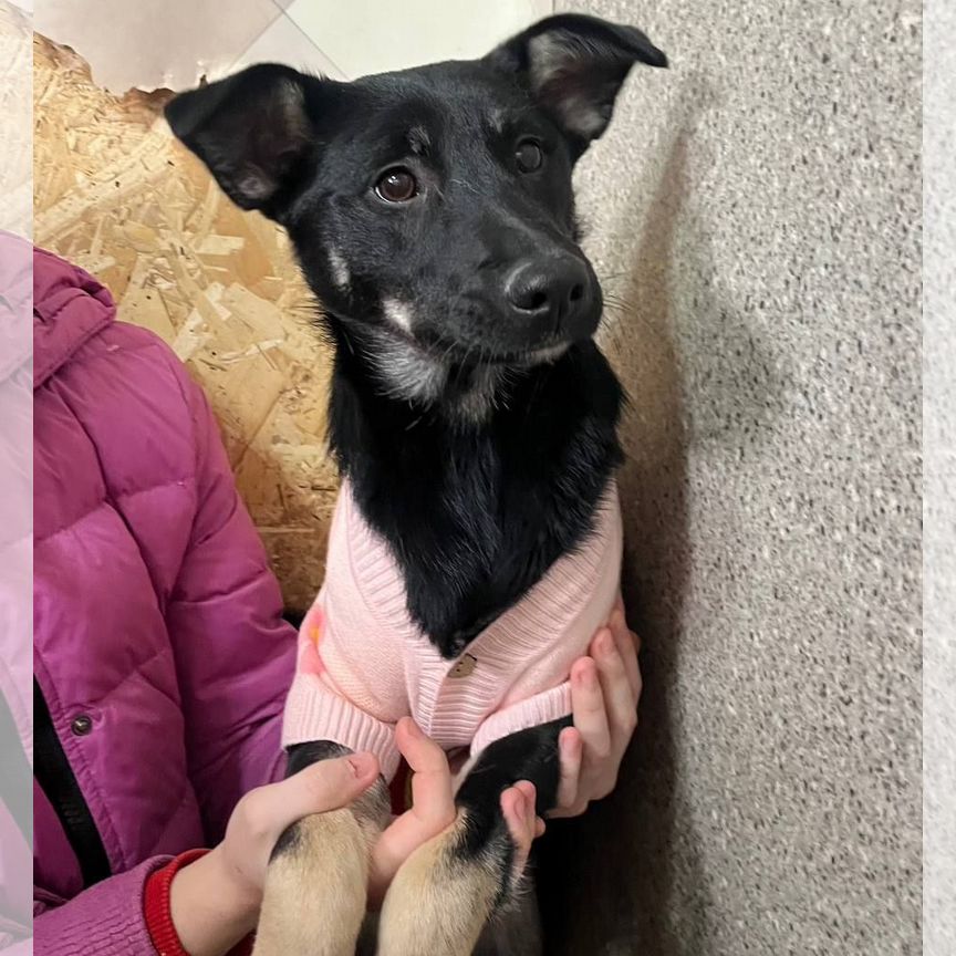 Щенок в добрые руки