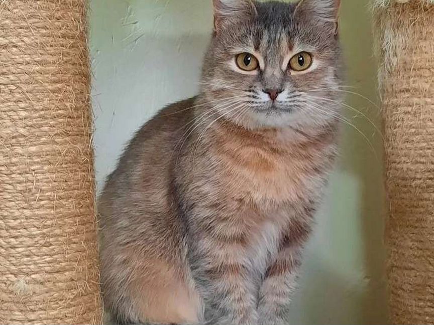 Кошка в добрые руки бесплатно