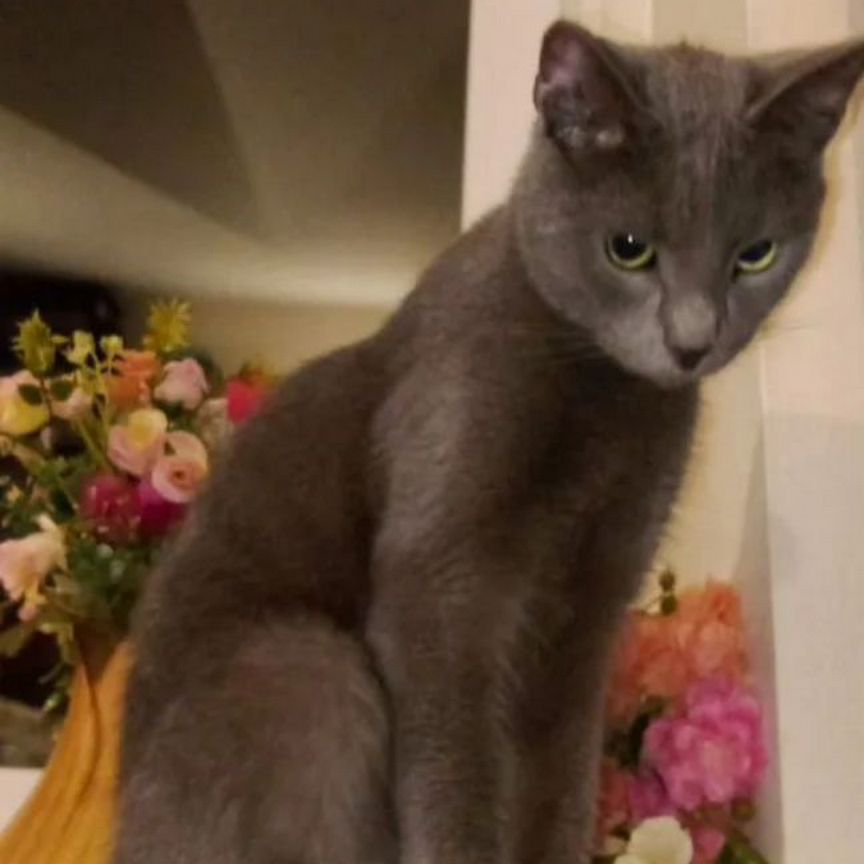 Котик Конор в добрые руки