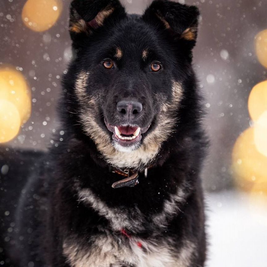 Собака из приюта в добрые руки