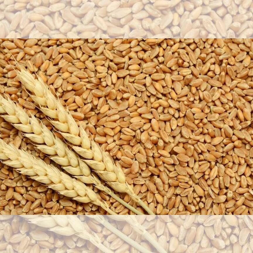 Пшеница овёс доставка