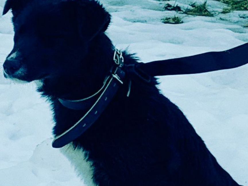 Чудо девочка ждёт хорошего хозяина