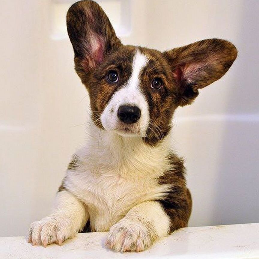 Вельш Корги Кардиган, щенок