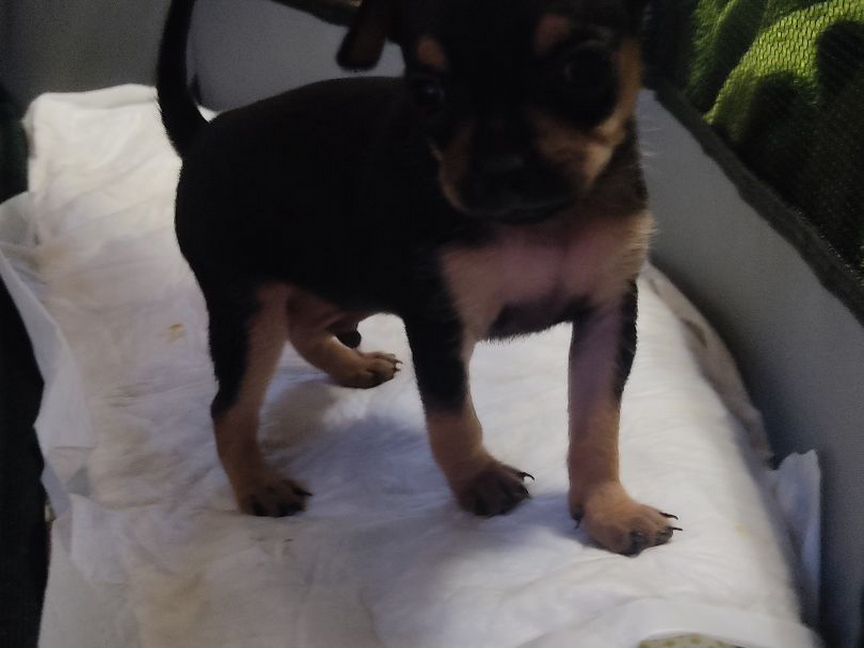 Щенки тойтерьера