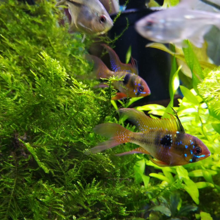 Аквариумное растение мох