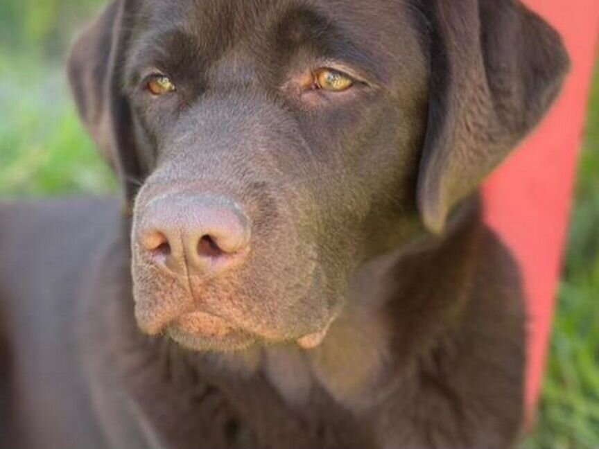 Щенки лабрадора шоколадные