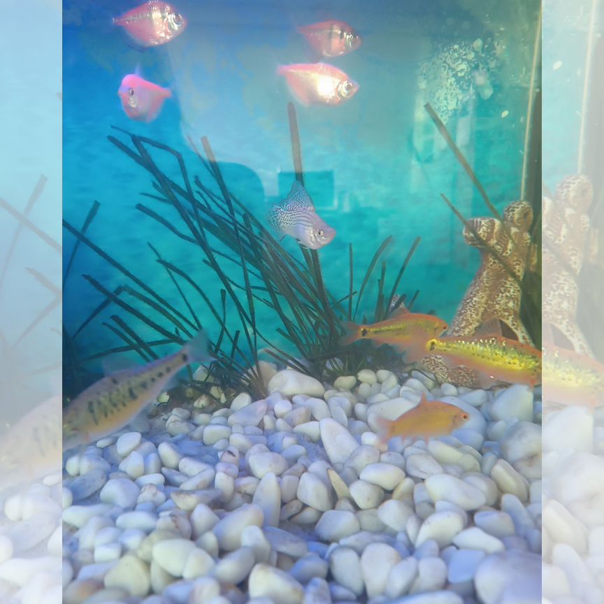 Барбус Шуберта