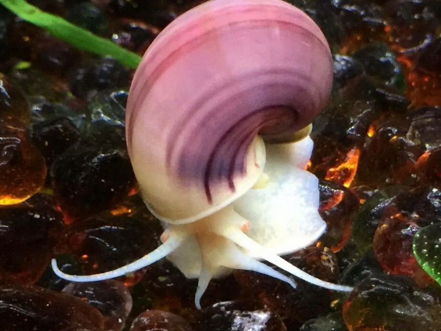 Ампулярии розовые улитки