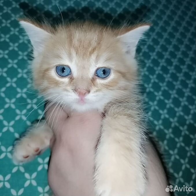 Отдадим рыжего котёнка