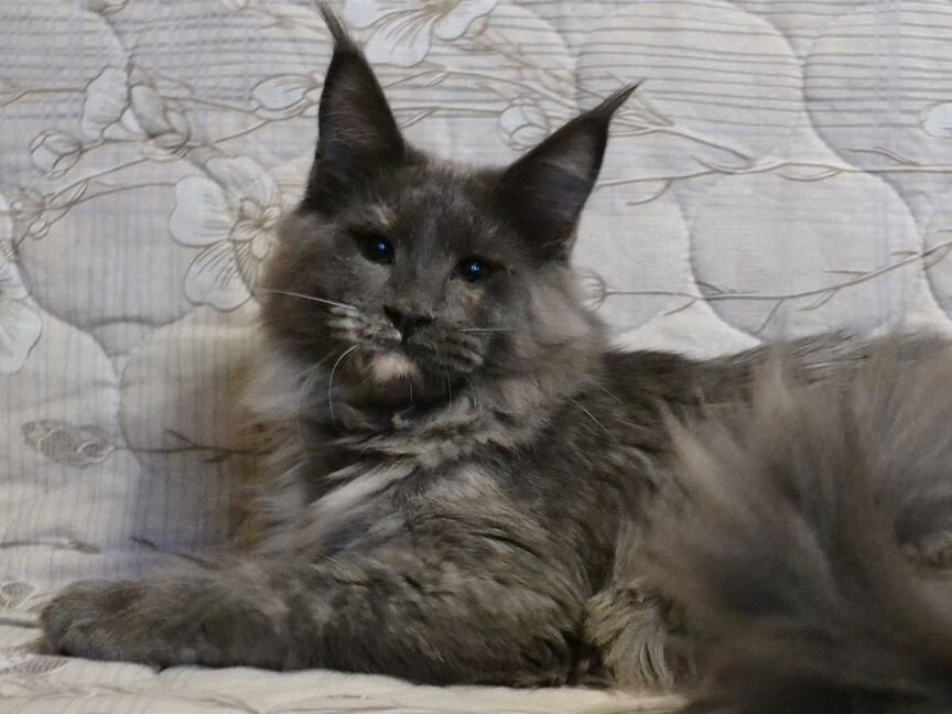 Мейн-кун девочка-подросток