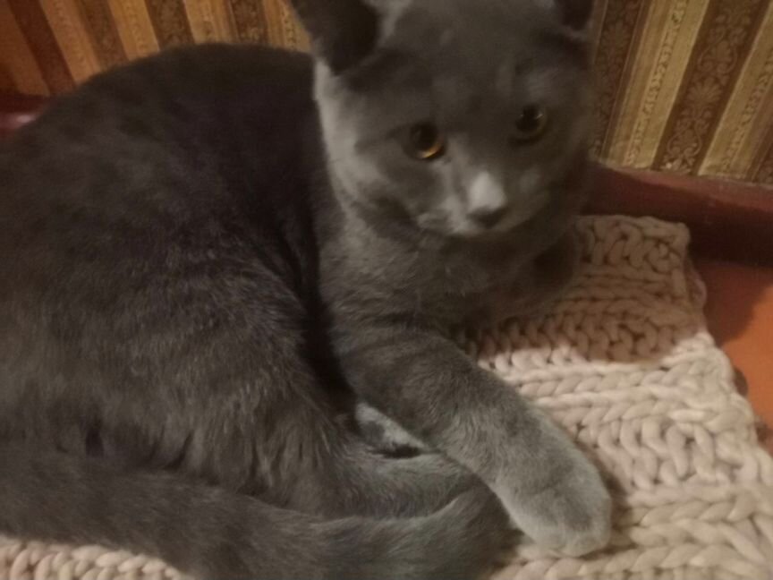 Котенок мальчик "Русский голубой"