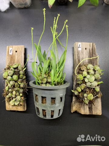 Мини/микро орхидея Bulbophyllum Eria spp купить в Москве | Товары для ...