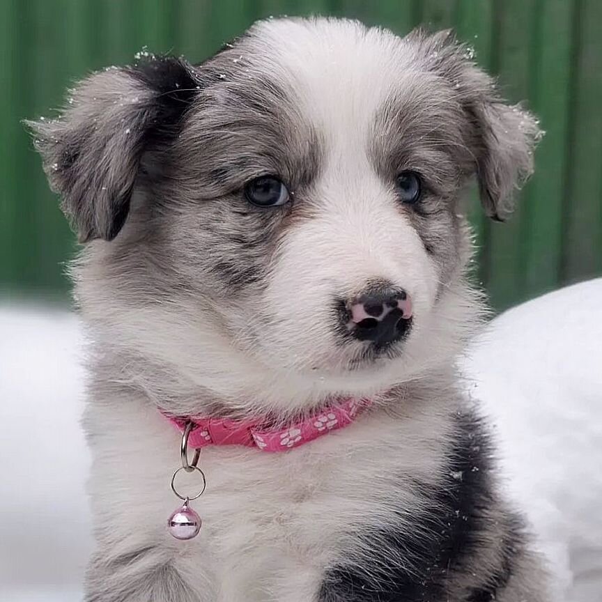 Бордер-колли, щенок