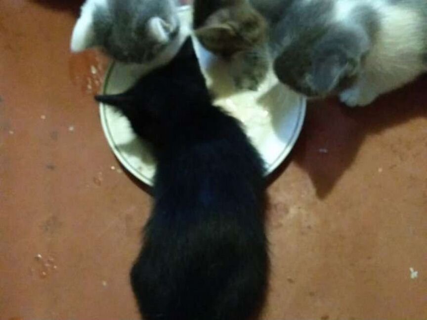 Кошечки и Котята