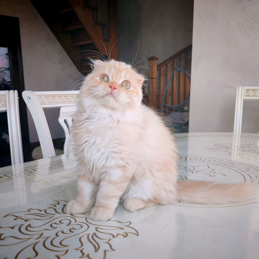 Хайленд фолд котёнок