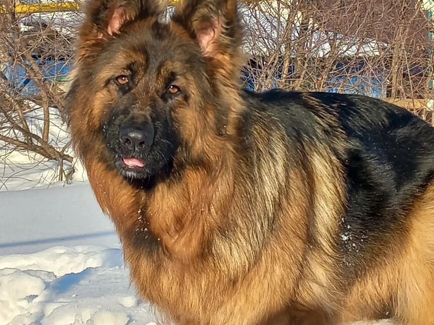 Щенки немецкой овчарки