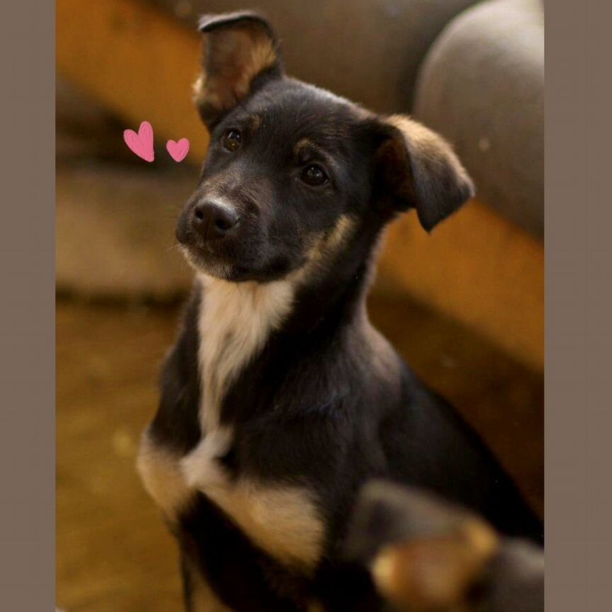 Щенок в добрые руки