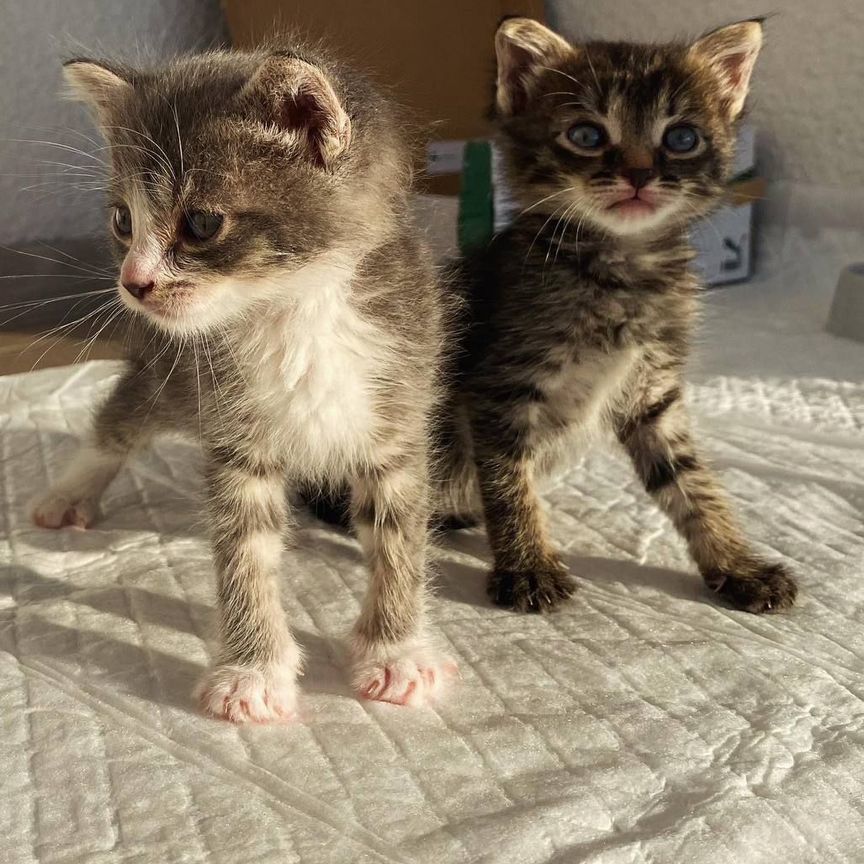 2 крошечных котика