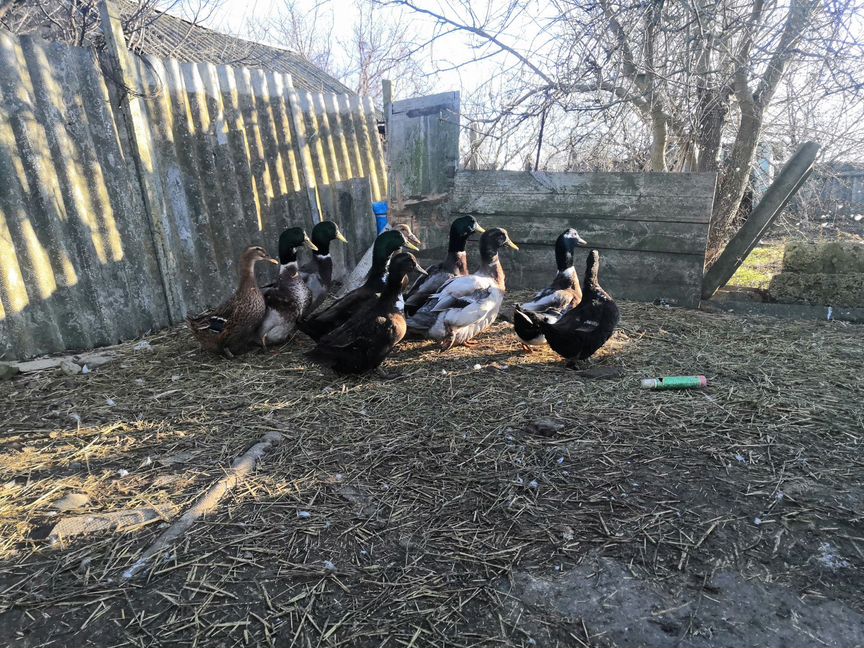 Утка руанская-украинская. Гуси