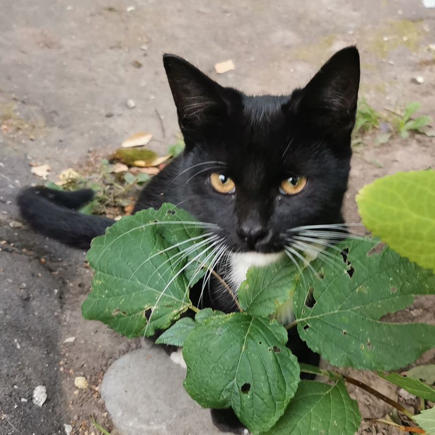 Котёнок в добрые руки