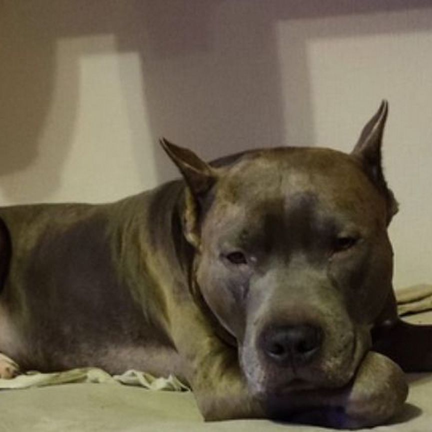 Собаку хотят выкинуть