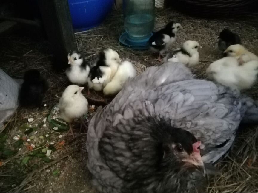Квочка с цыплятами