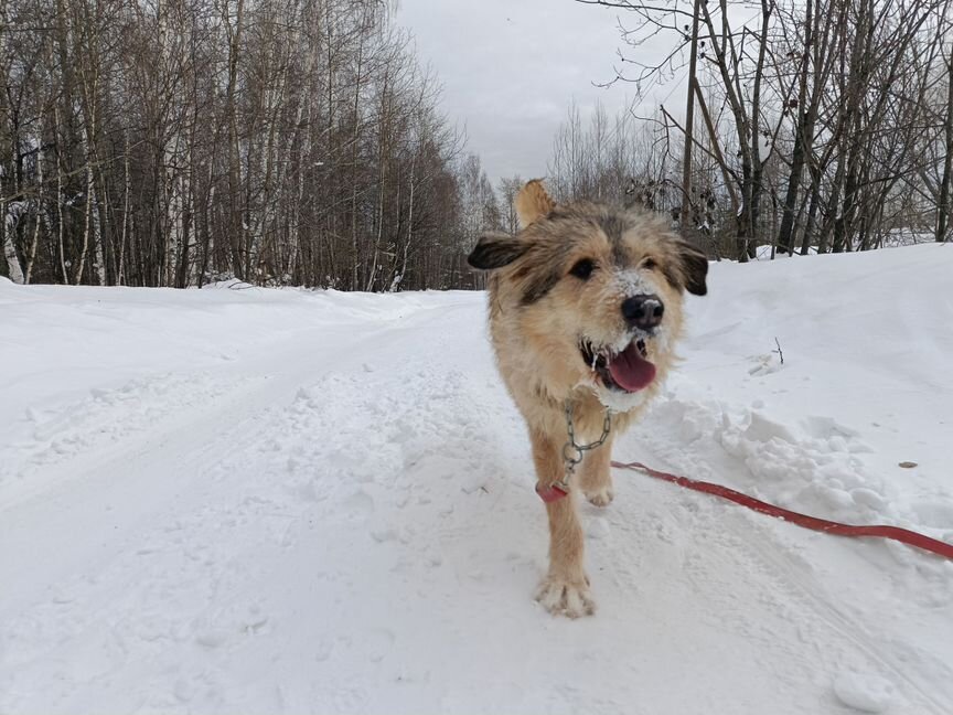 Собака в добрые руки отдам бесплатно