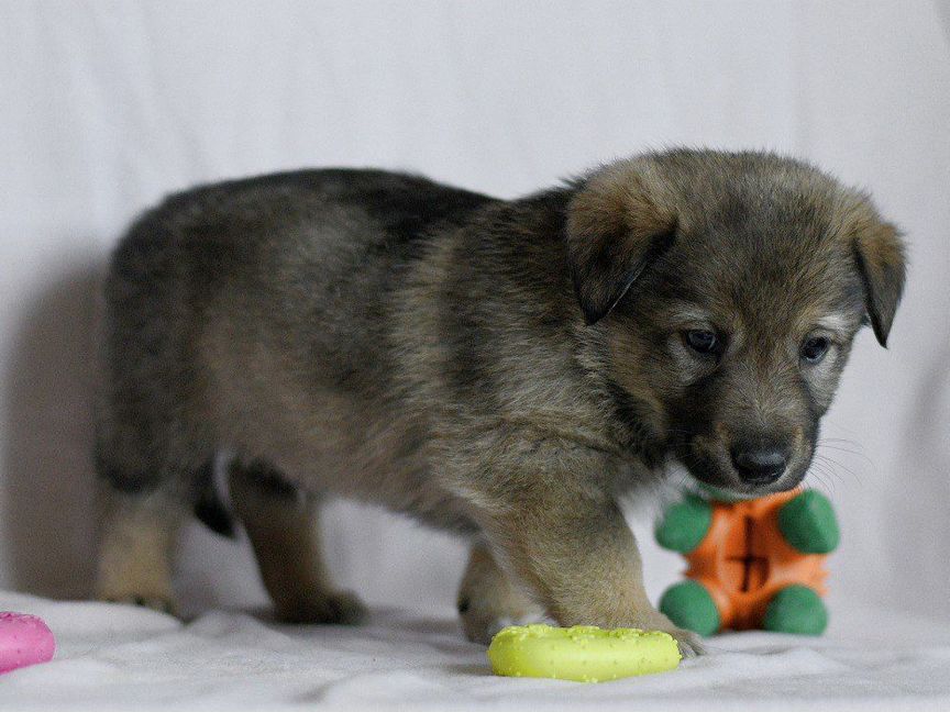 Щенок в добрые руки