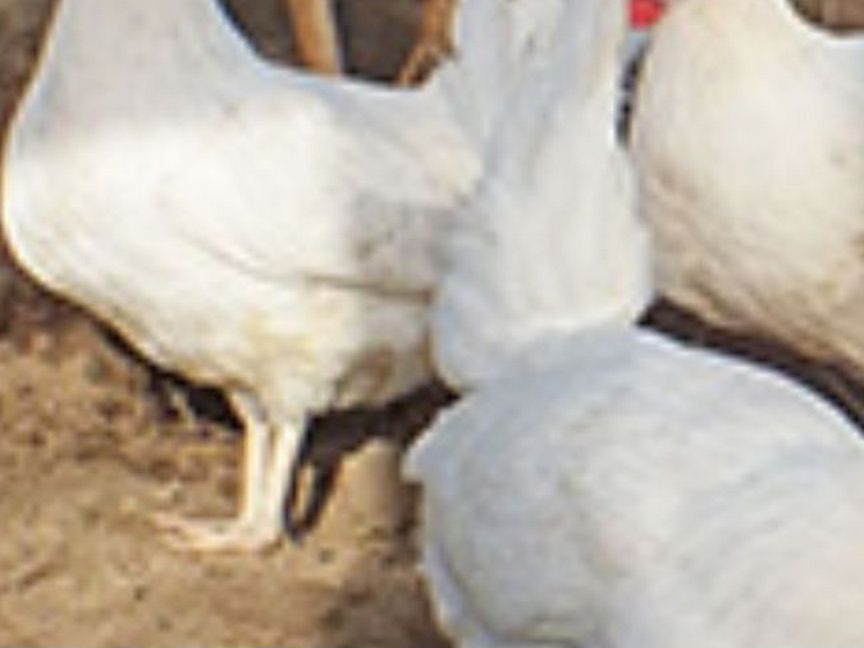 Куры несушки продам