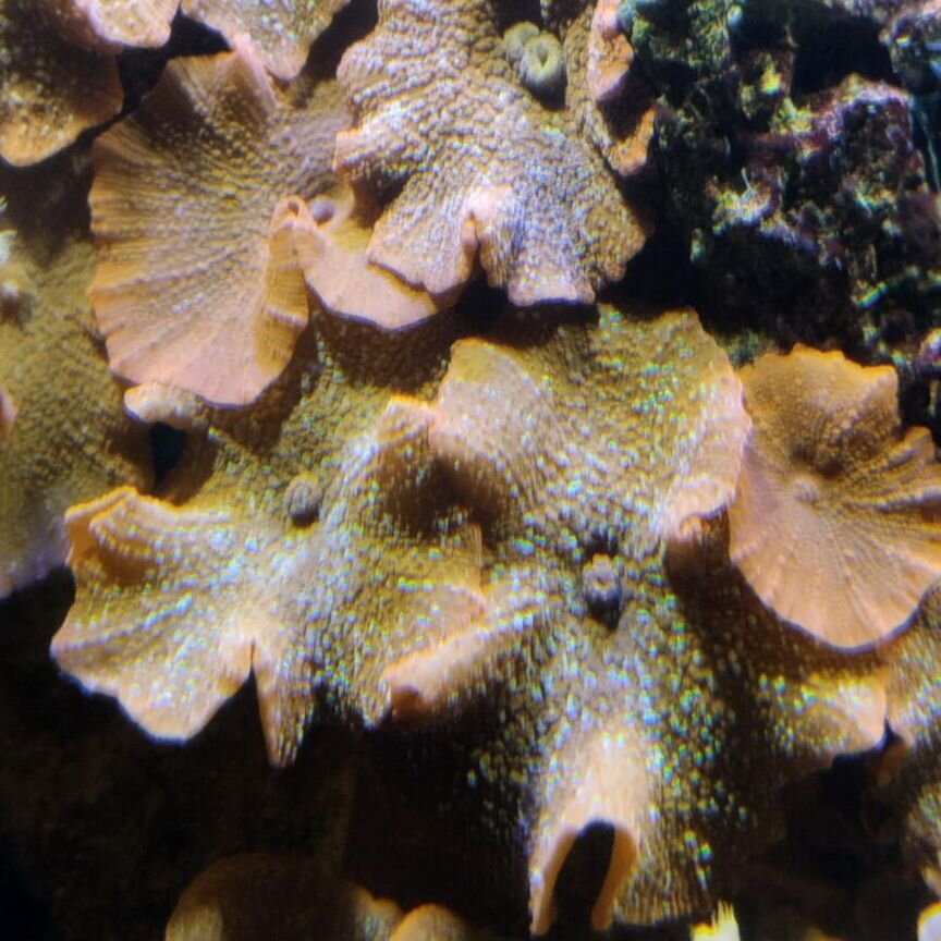 Дискоактинии в морской аквариум