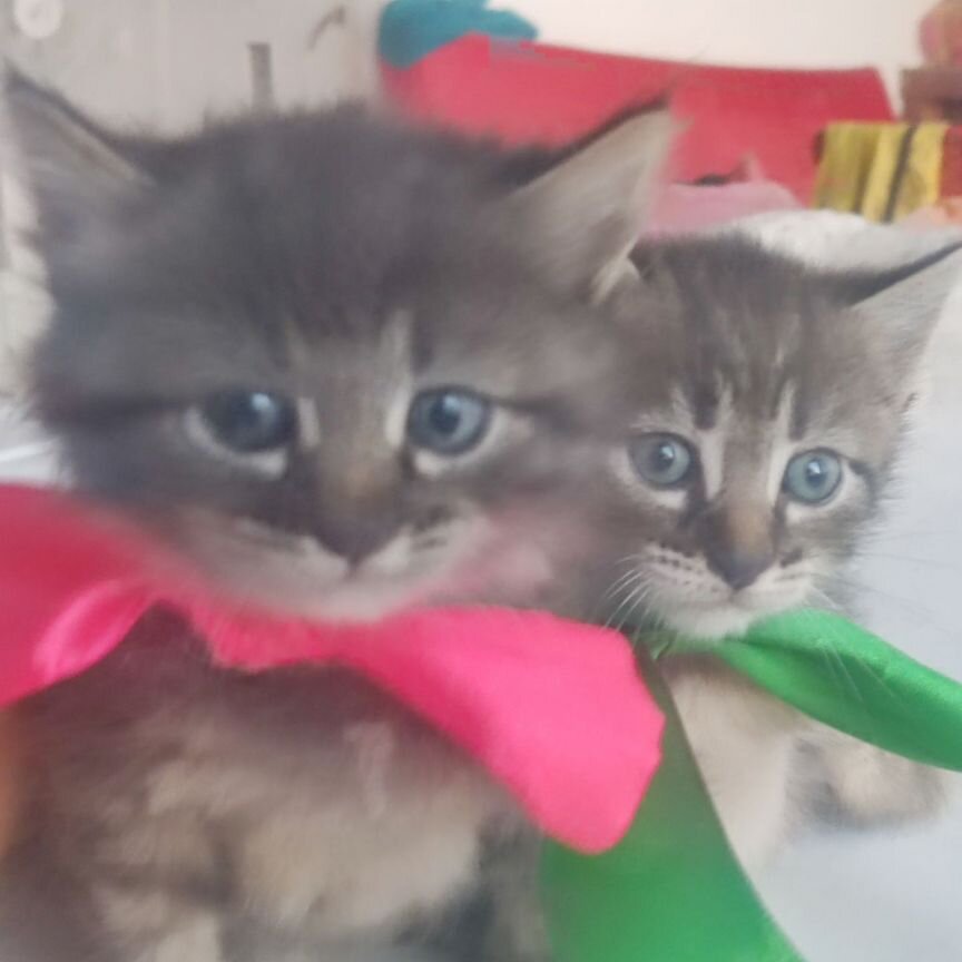 Котята в дар, бесплатная доставка