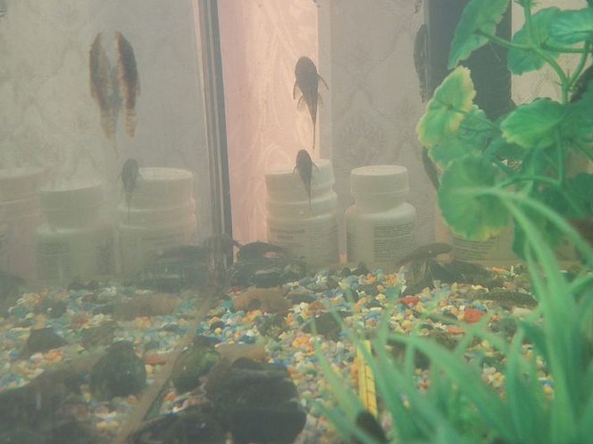 Аквариумные сомики