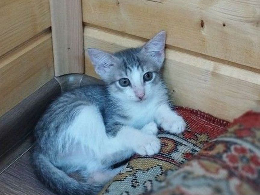 Котенок девочка Николь