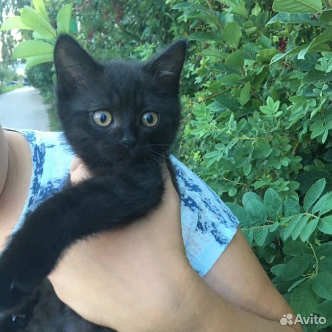 Котенок сажик ишет дом