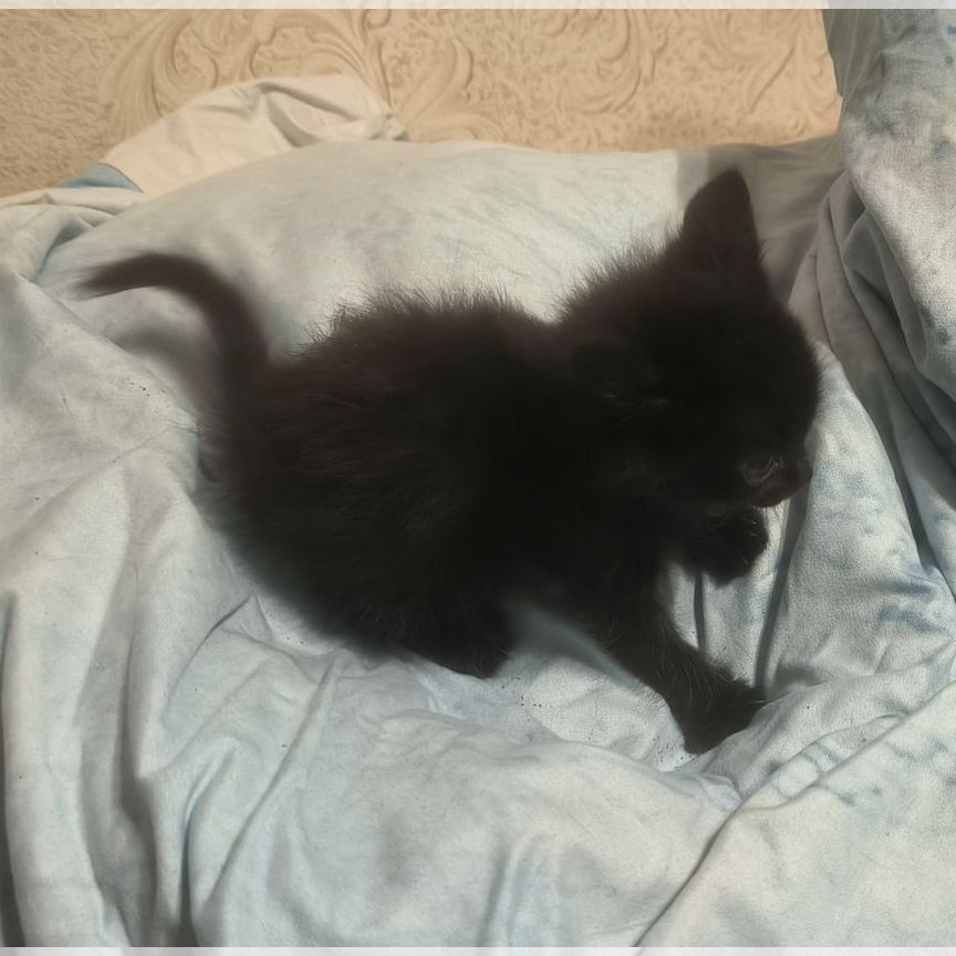 Котенок в добрые руки