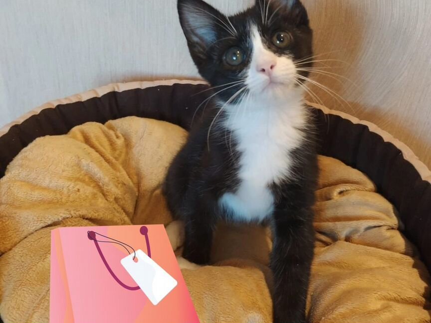 Котенок Маркизик в добрые руки