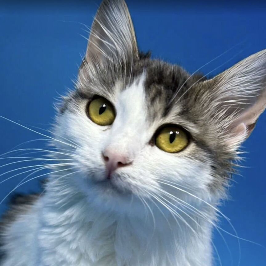 Очаровательная кошка ищет дом бесплатно